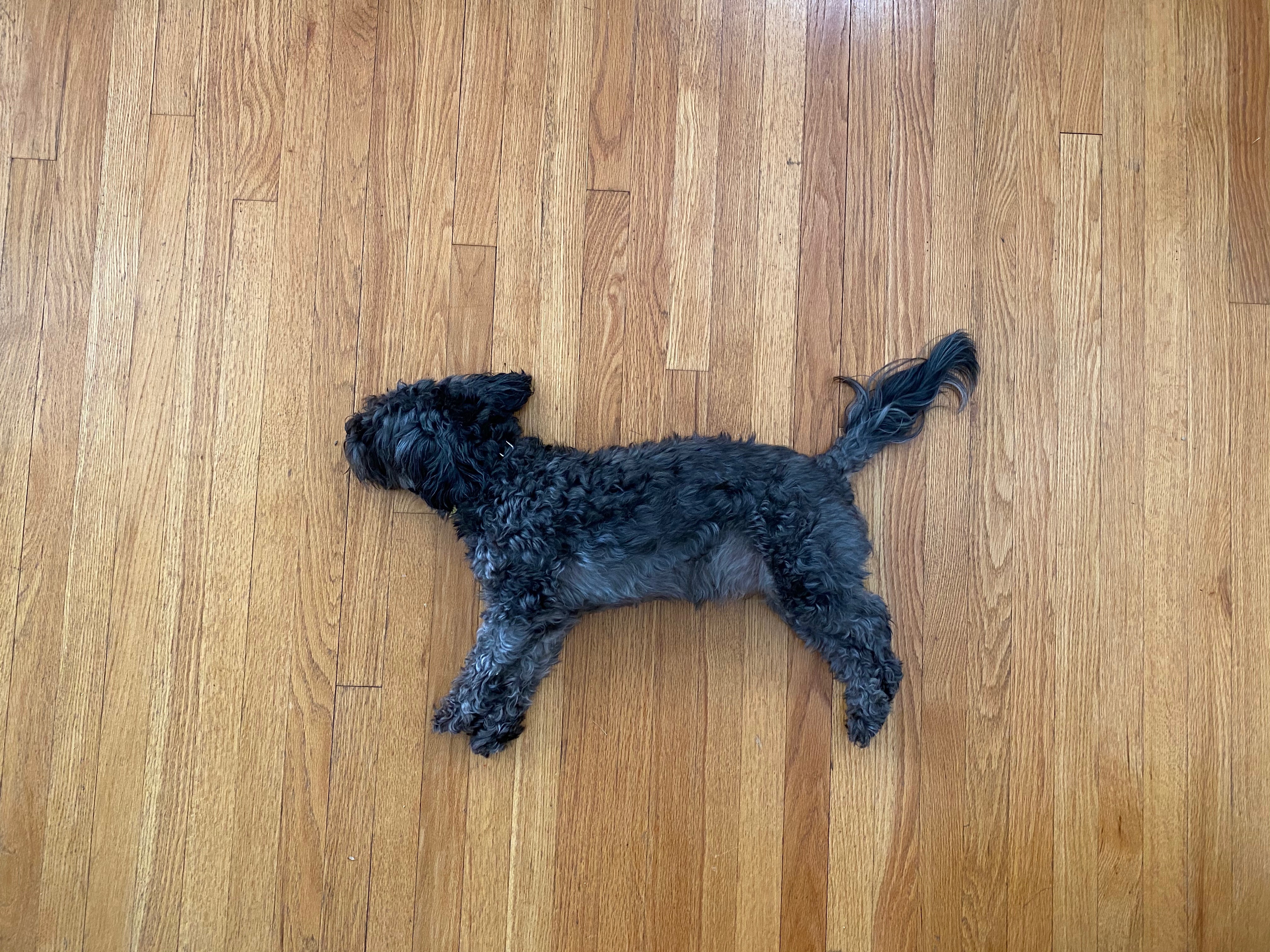 Pet sounds – GNASHING.
